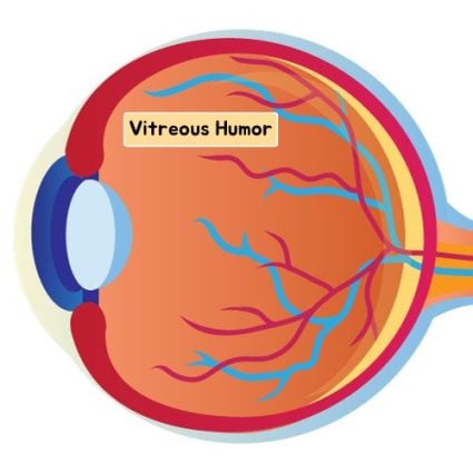 10 Parts of the Eye - Earth How