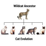 Miacids and the Evolution of Pets - Earth How