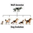 Miacids and the Evolution of Pets - Earth How
