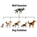 Miacids and the Evolution of Pets - Earth How
