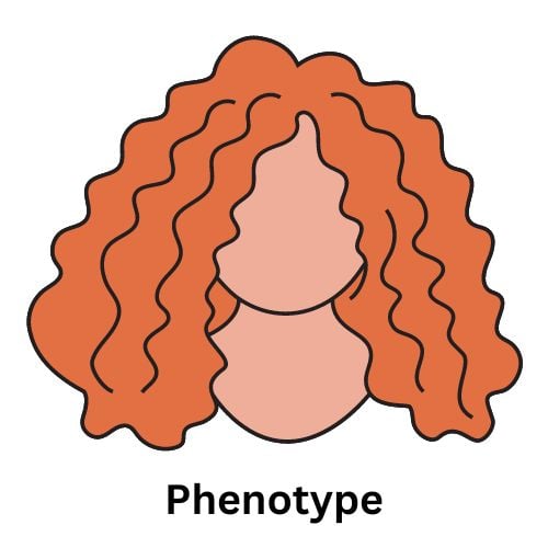Genotype vs Phenotype: Our Genes in Action - Earth How