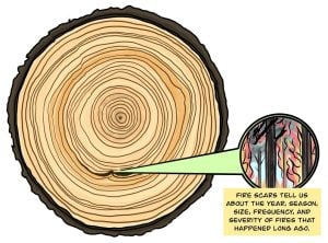 Why Do Trees Have Rings? - Earth How
