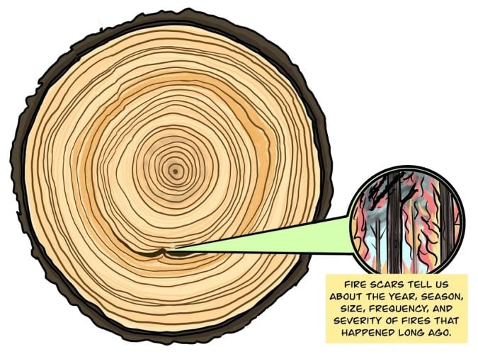 Why Do Trees Have Rings? - Earth How