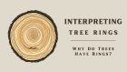 Why Do Trees Have Rings? - Earth How