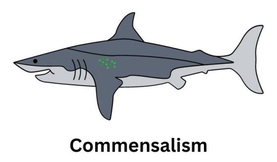 5 Types of Ecological Relationships - Earth How