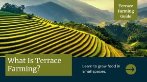 Terrace Farming: A Step-by-Step Explanation - Earth How