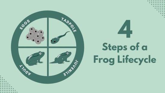 4 Steps of a Frog Lifecycle - Earth How