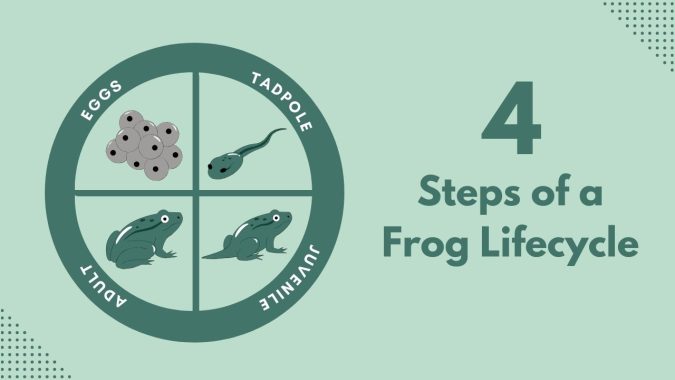 4 Steps of a Frog Lifecycle - Earth How